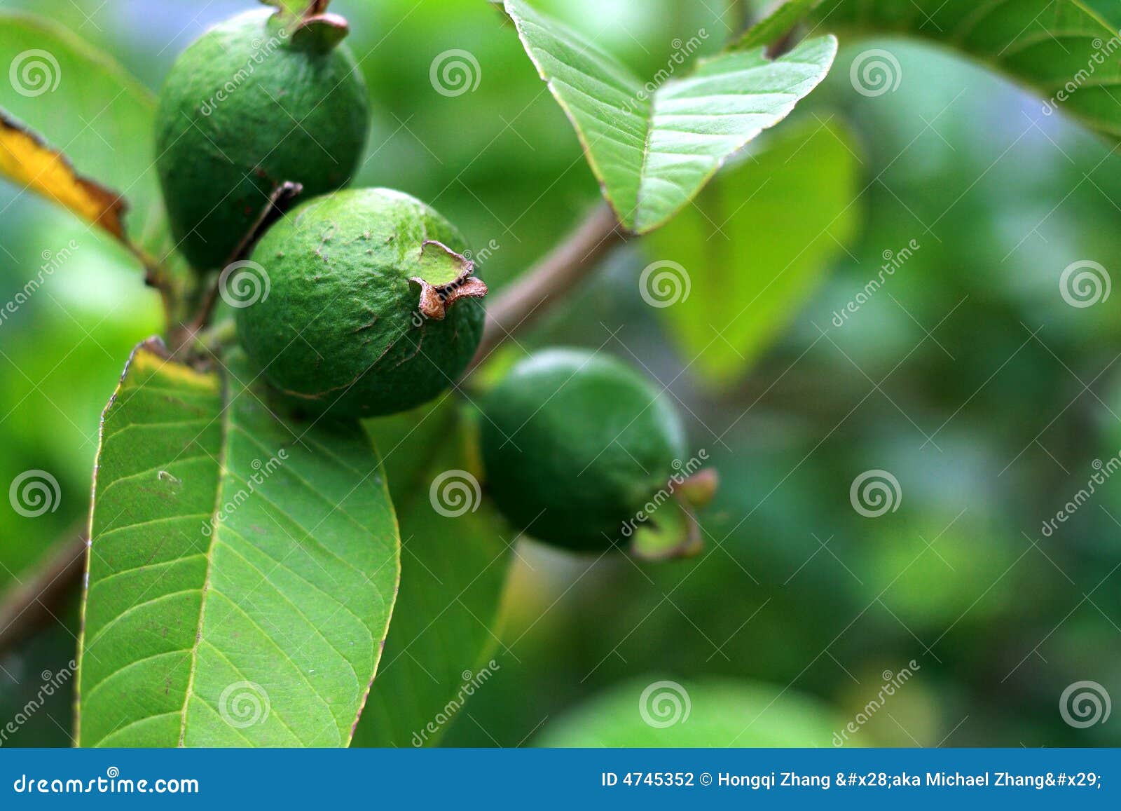 Guava on the tree stock photo. Image of asia, shot, spring - 4745352