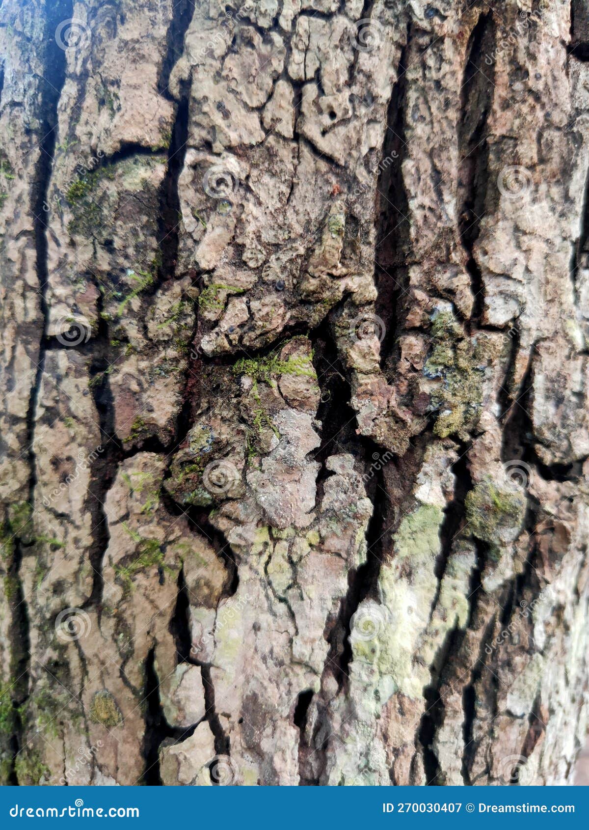Guava Tree Bark that Starts To Dry Stock Image - Image of starts, bark ...