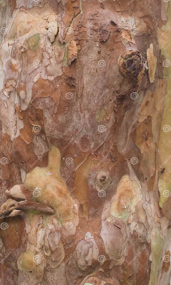 Guava tree bark stock photo. Image of growing, outside - 70535674