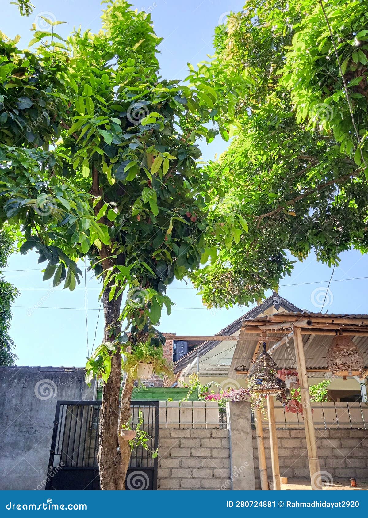 Guava Tree in a Beautiful House Stock Image - Image of tree, trunk ...
