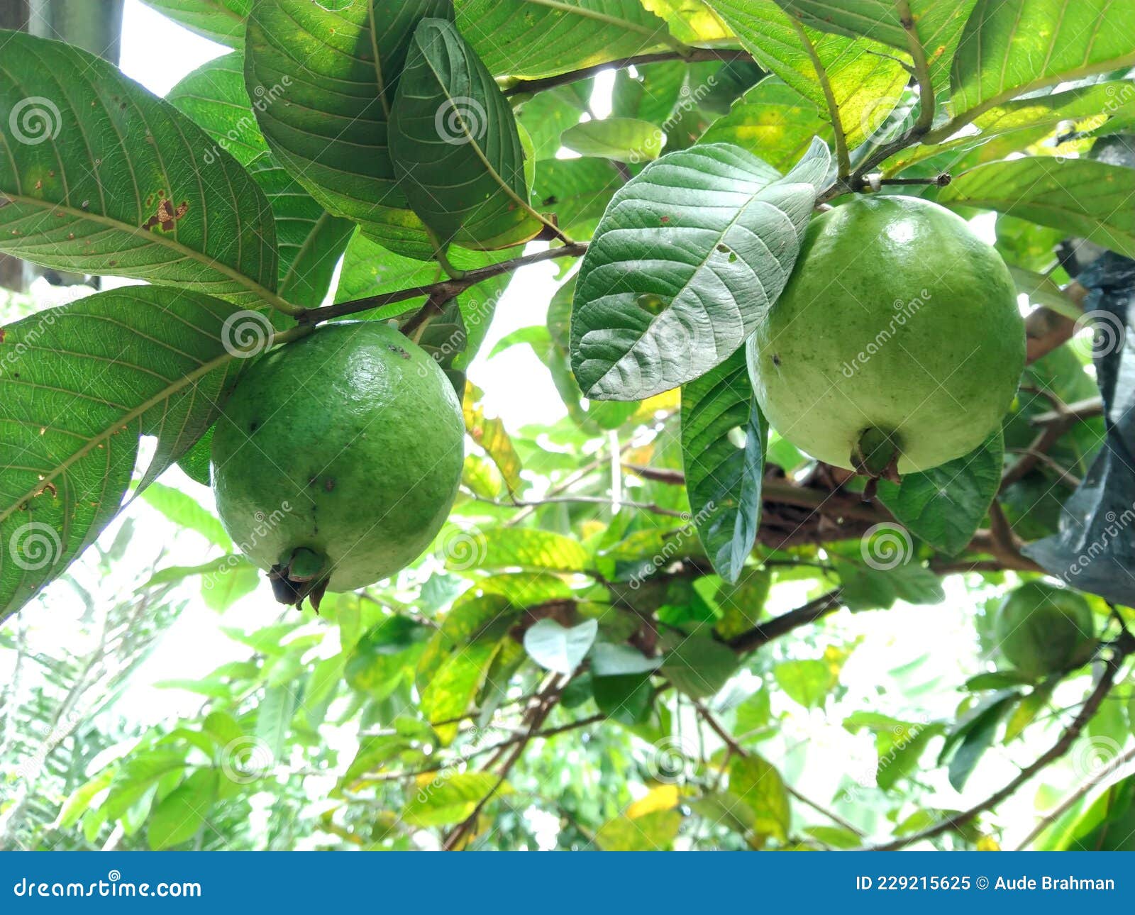 Guava Tree in Bloom, Fresh and Healthy Stock Image - Image of bloom ...