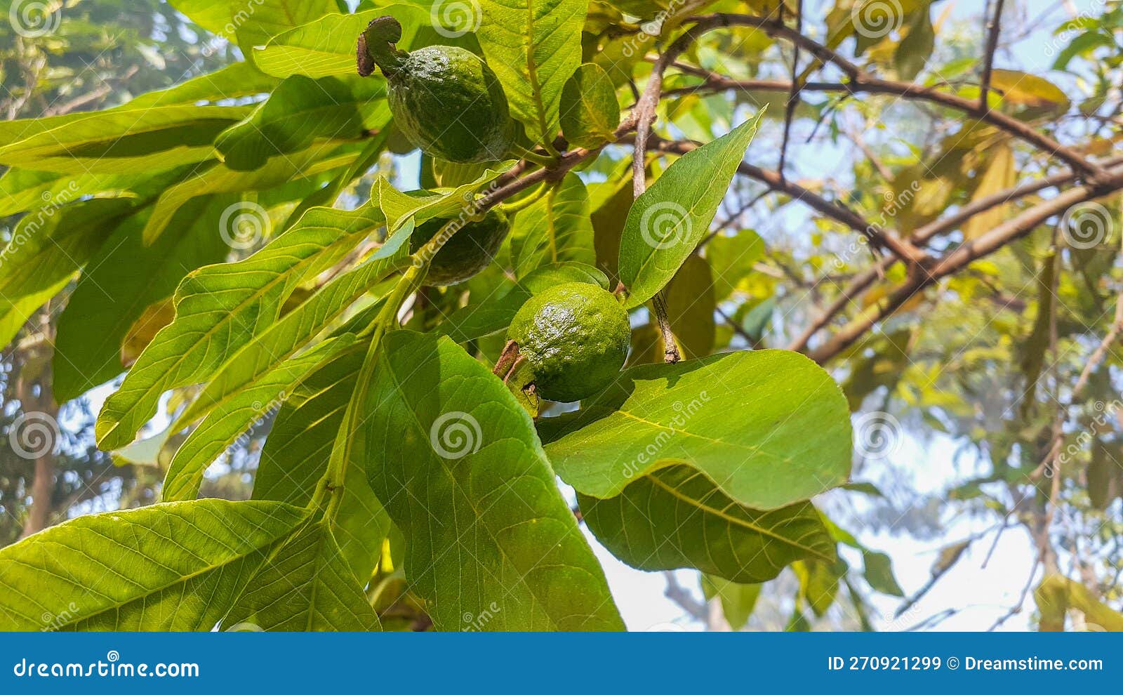 Guava on a Tree with a Cloudless Blue Sky Background Stock Image ...