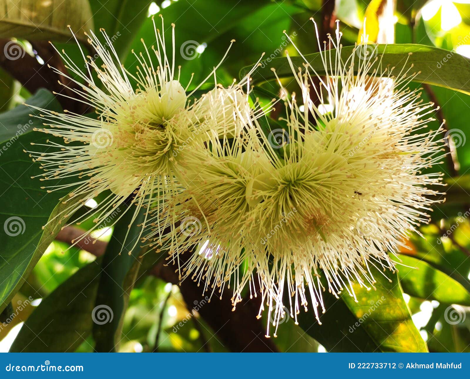 Guava Tree Flowers are Blooming Beautifully Stock Photo - Image of ...