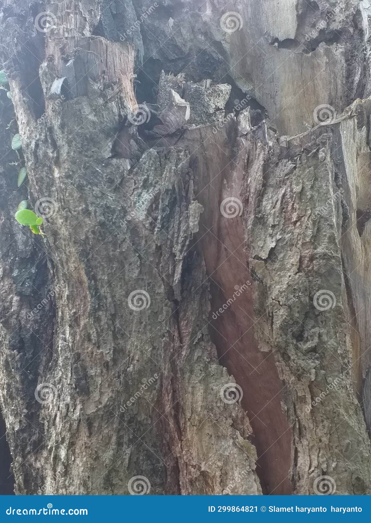 A Fragile Guava Tree with only Half of Its Trunk Stock Image - Image of ...