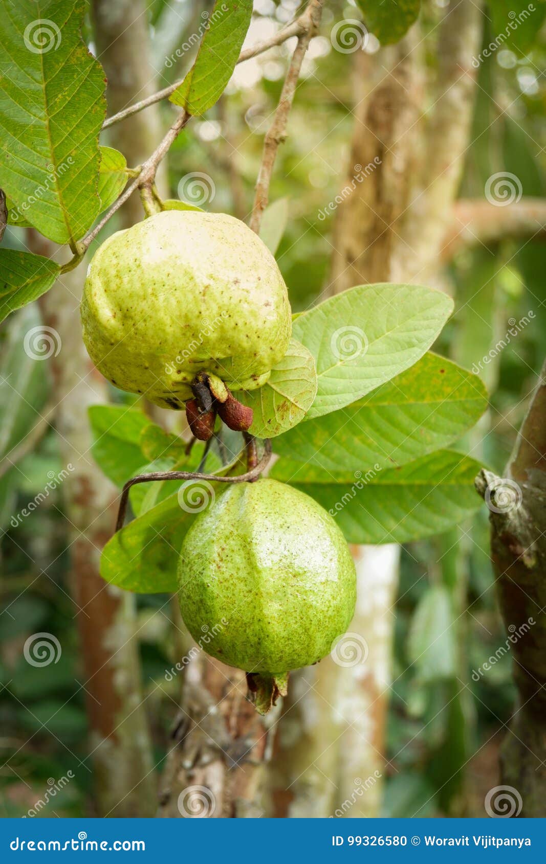 Guava on tree stock photo. Image of delicious, fruit - 99326580