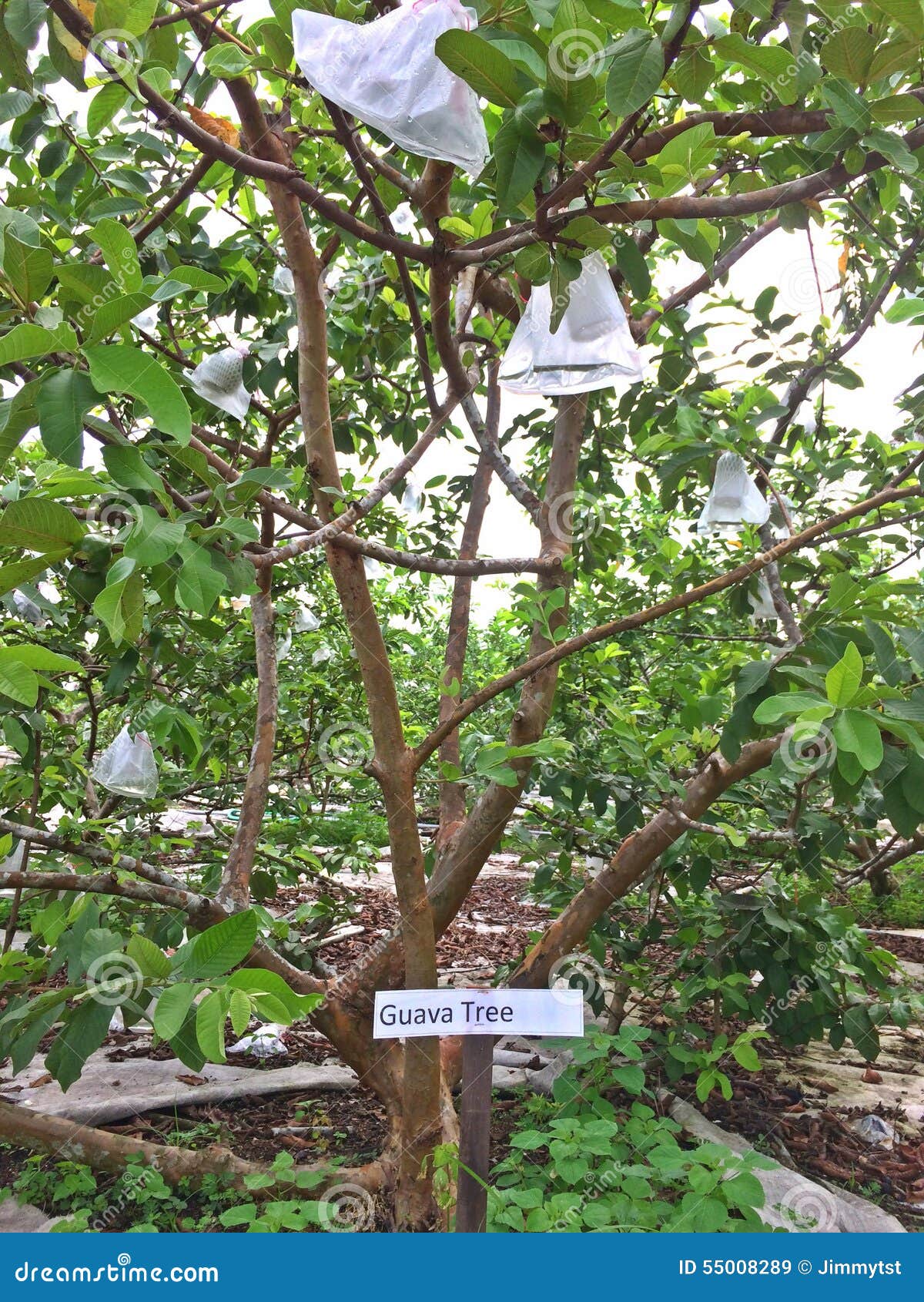 Guava tree in a farm stock image. Image of guava, tree - 55008289