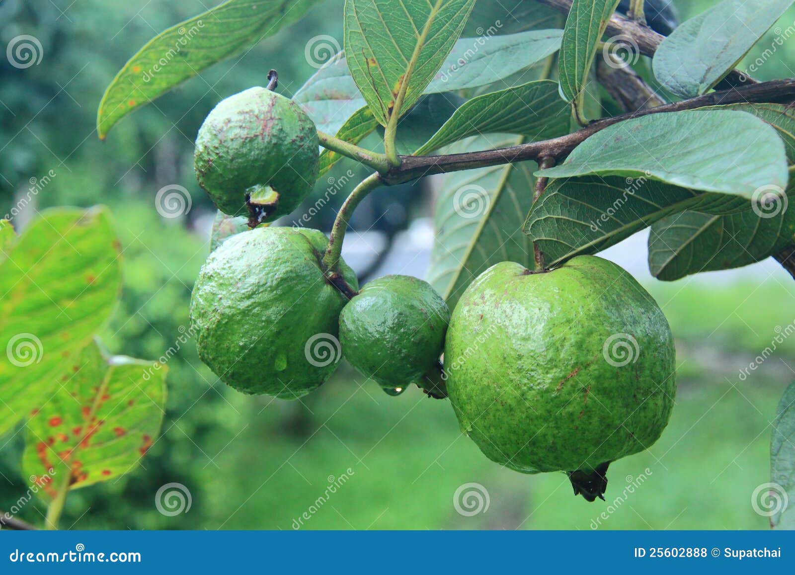 Guava on tree in garden stock photo. Image of nature - 25602888