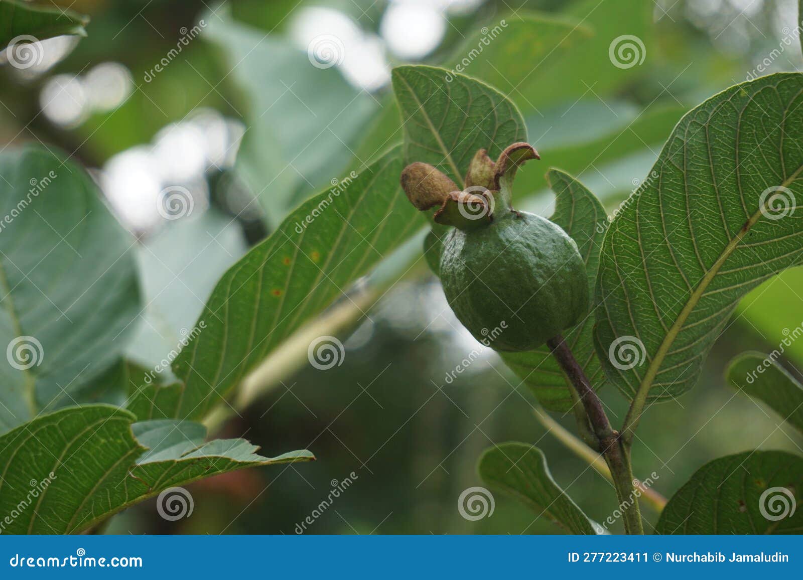 Guava on the Tree in a Garden. Little Guava on Tree Stock Image - Image ...