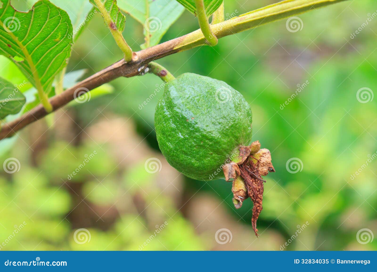 Guava on tree in garden stock image. Image of delicious - 32834035