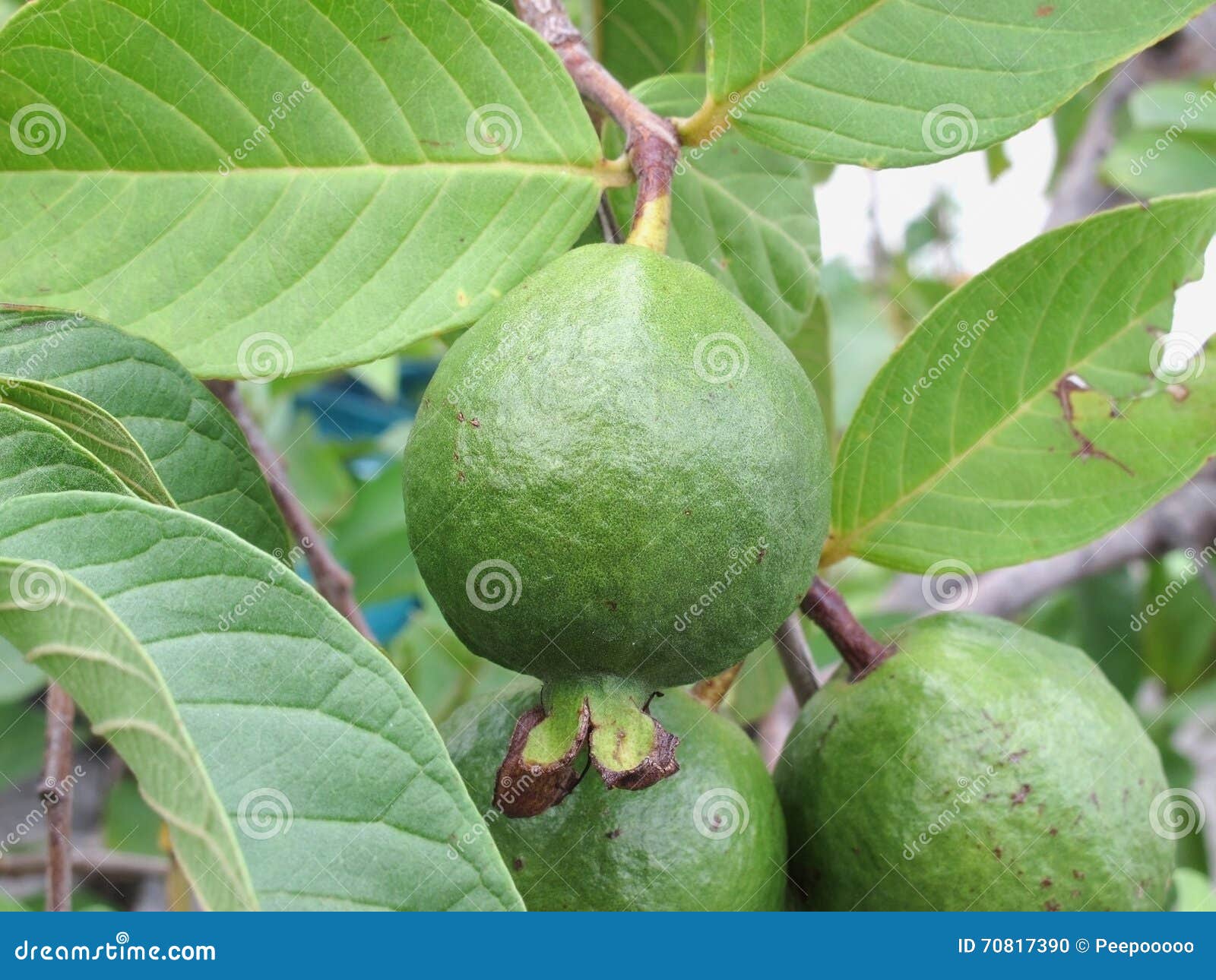 Guava on tree in Garden stock photo. Image of natural - 70817390