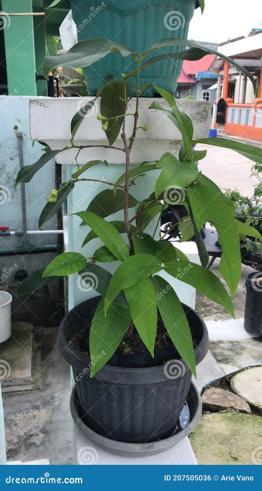 Guava Tree stock photo. Image of fruit, green, tree - 207505036