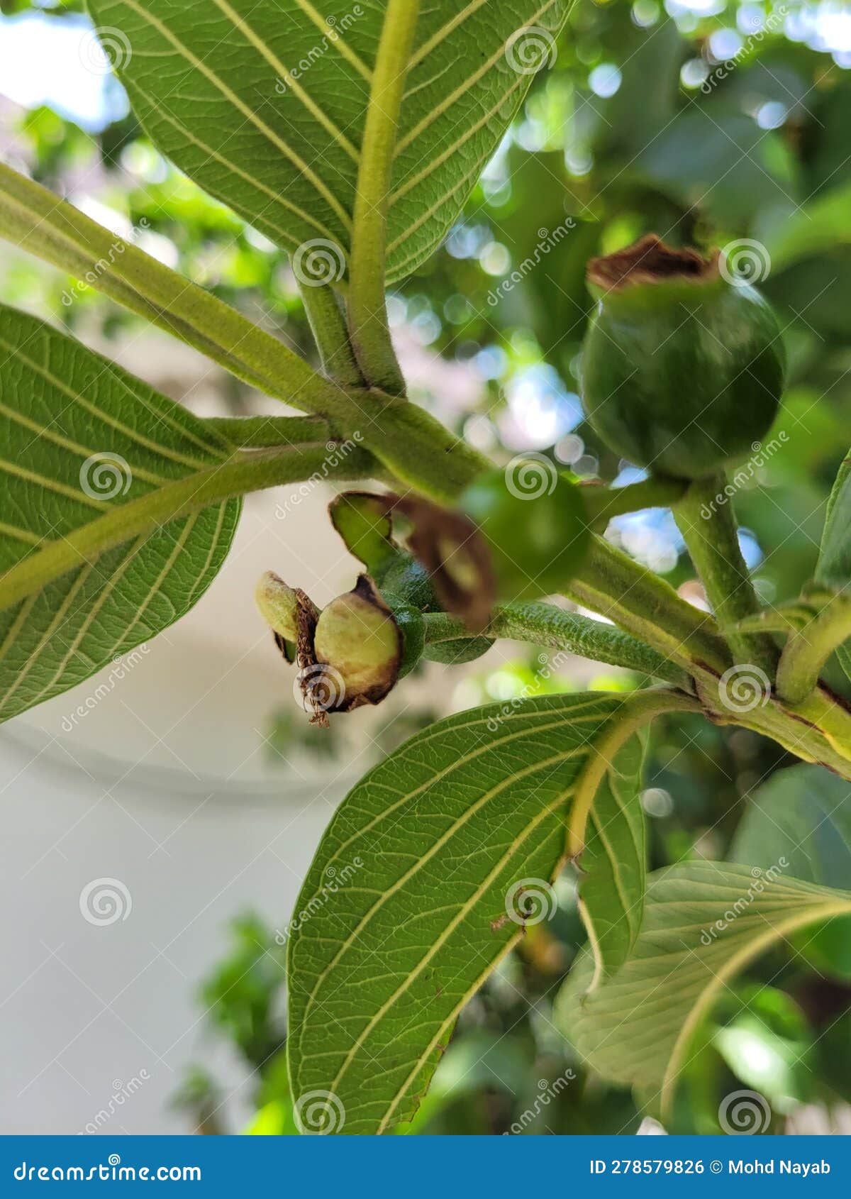 Guava tree with guavas. stock photo. Image of greenery - 278579826