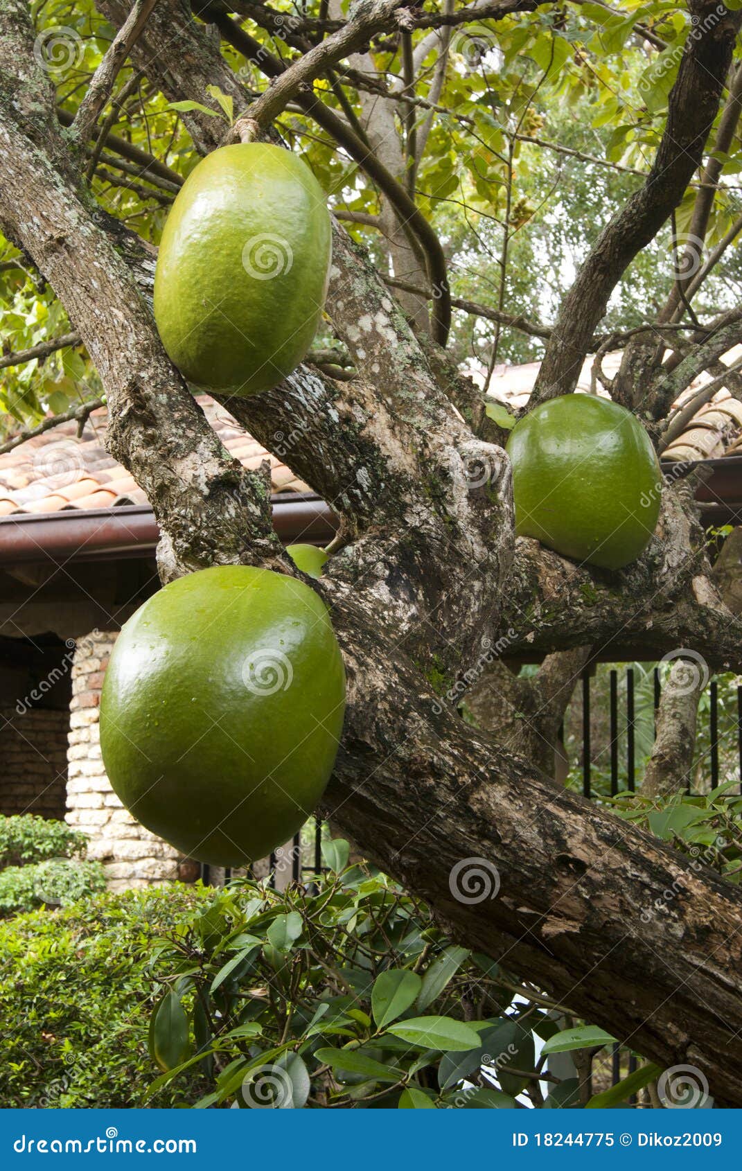 Guava Tree With Green Leaves. The Name Of The Plant Is Psidium Guajava ...