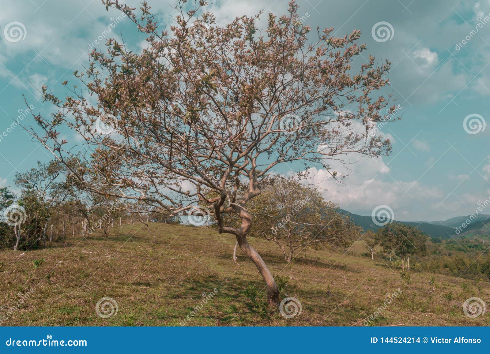 Guava Tree Landscape with Blue Sky and Green Grass on Beautiful Hill ...