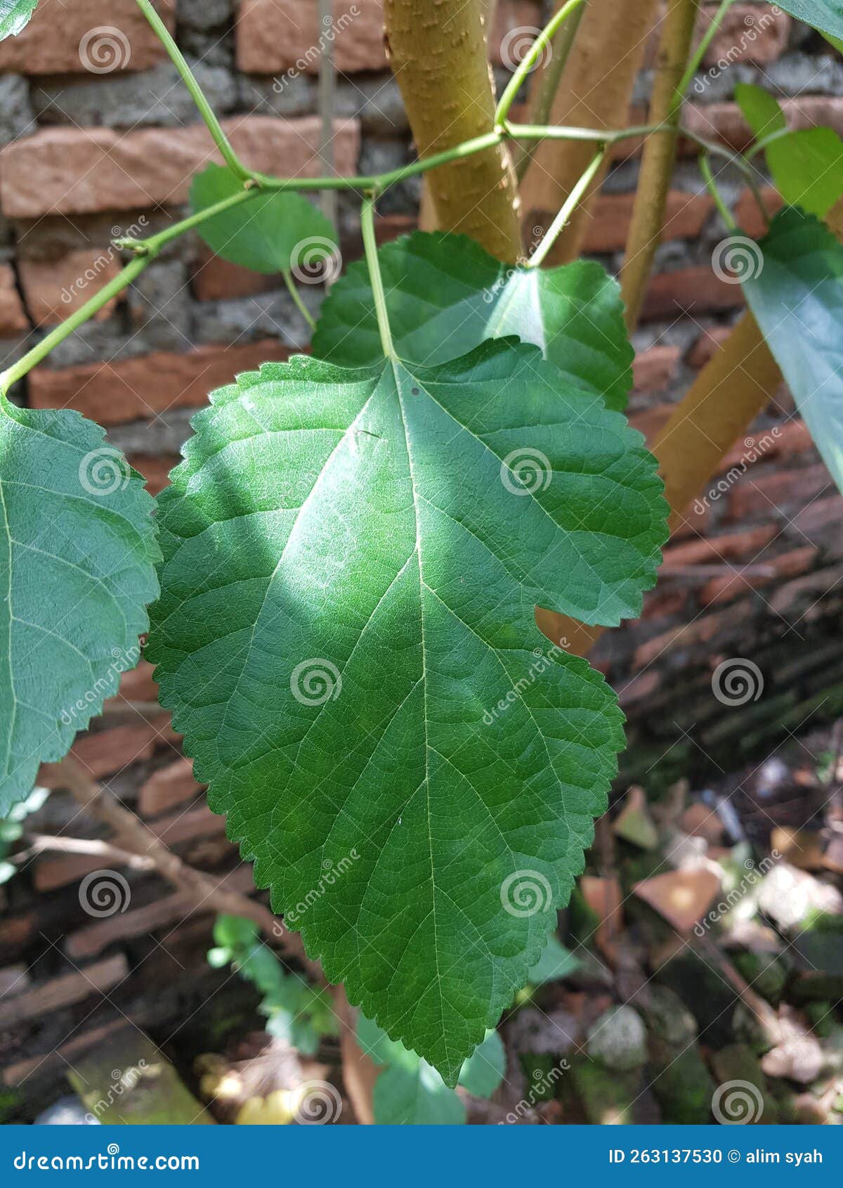 Guava Tree Leaves in the Afternoon Behind My House Stock Photo - Image ...