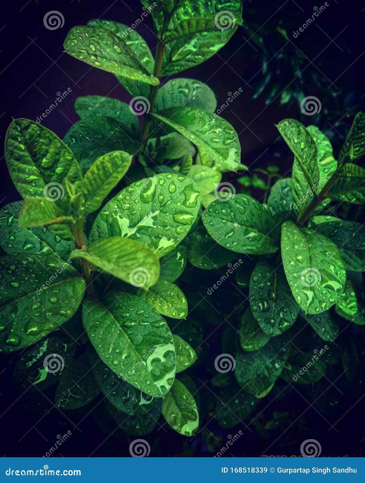 Guava Tree Leaves Green Greenery Stock Image - Image of guava, greenery ...