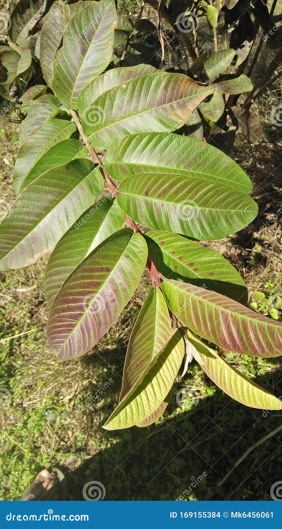 Guava Tree Leaves Green and Red Stock Photo - Image of tree, nature ...