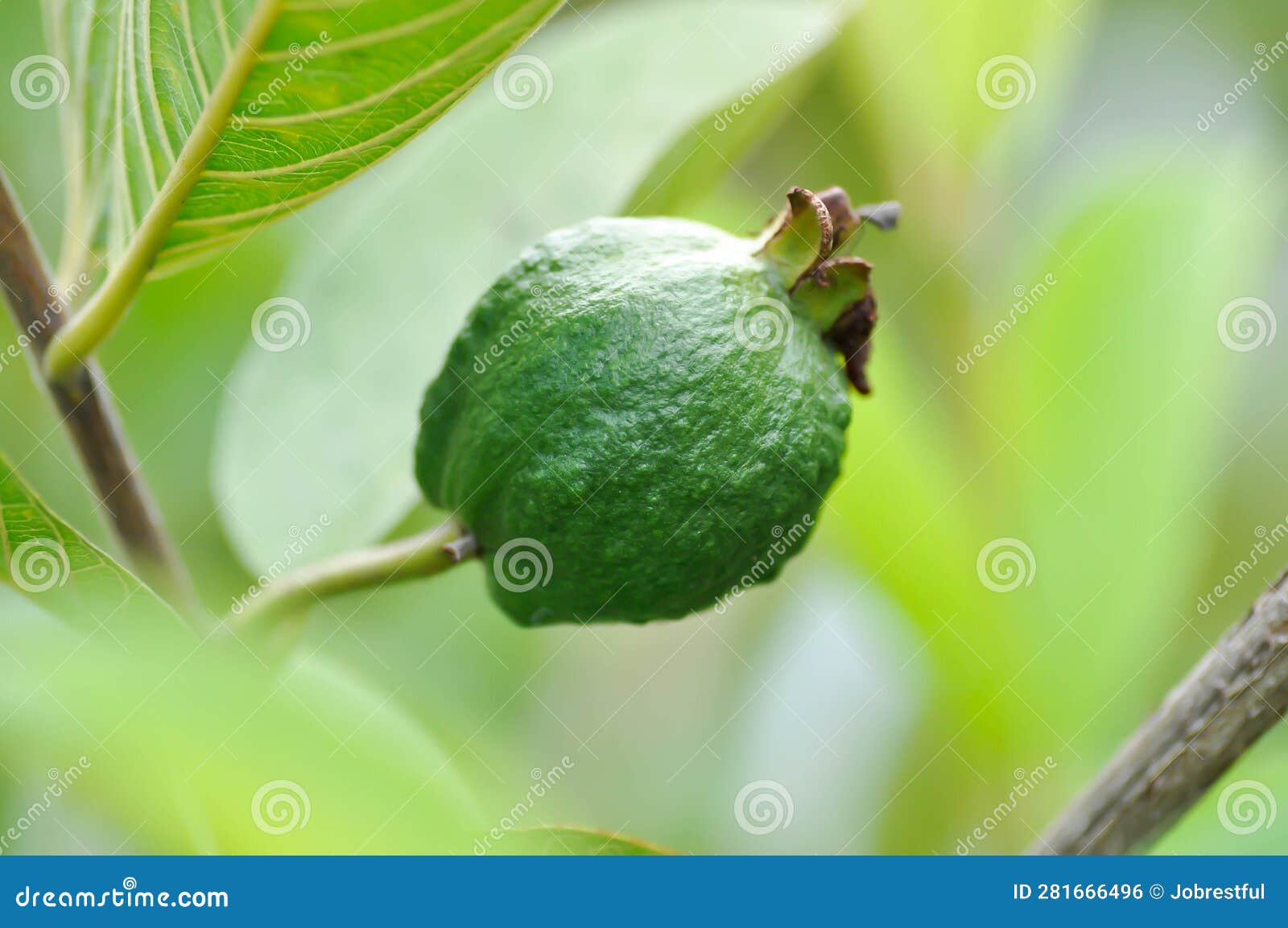 Guava Tree, MYRTACEAE or Psidium Guajava Linn Stock Photo - Image of ...