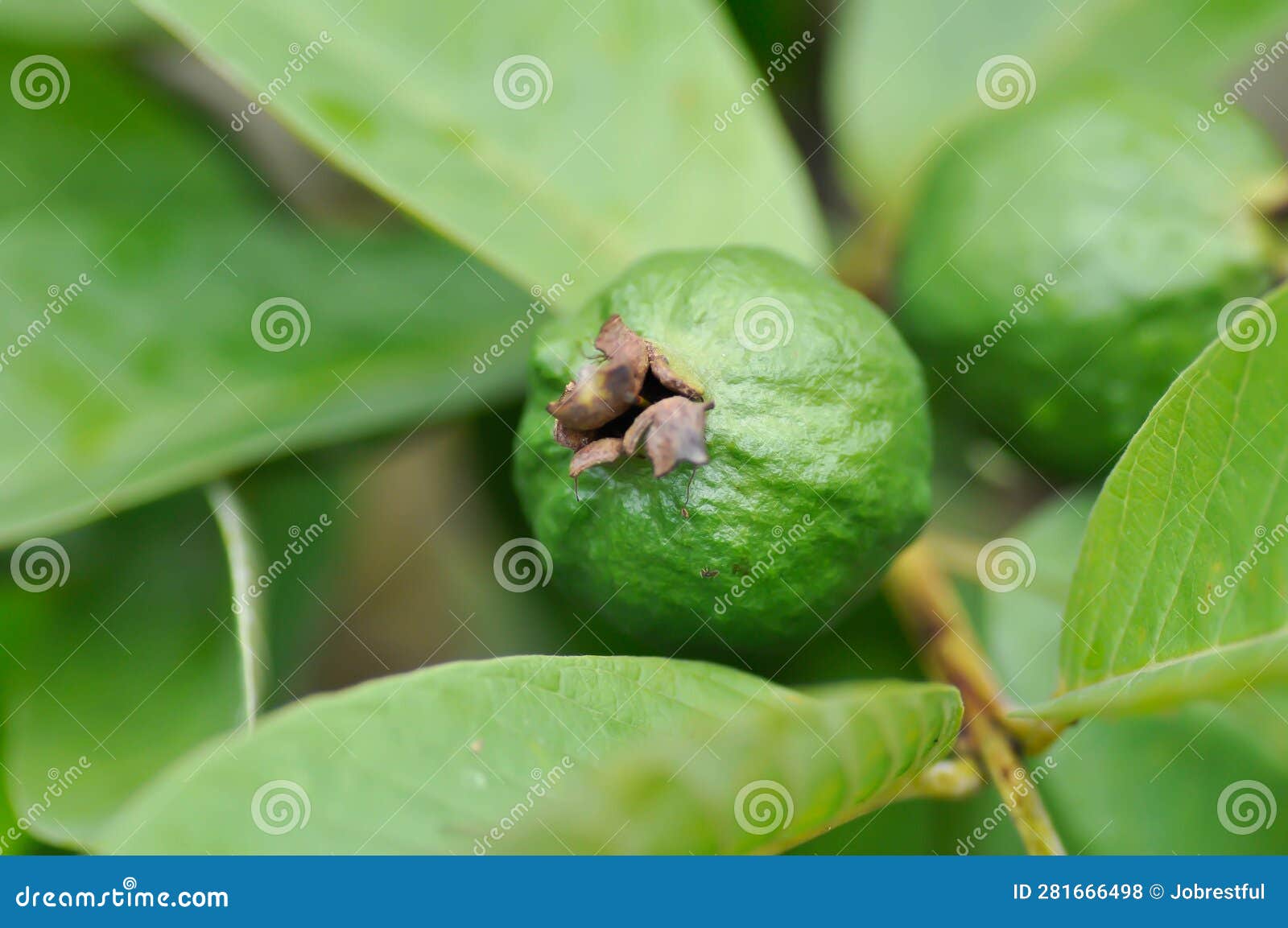 Guava Tree, MYRTACEAE or Psidium Guajava Linn Stock Photo - Image of ...