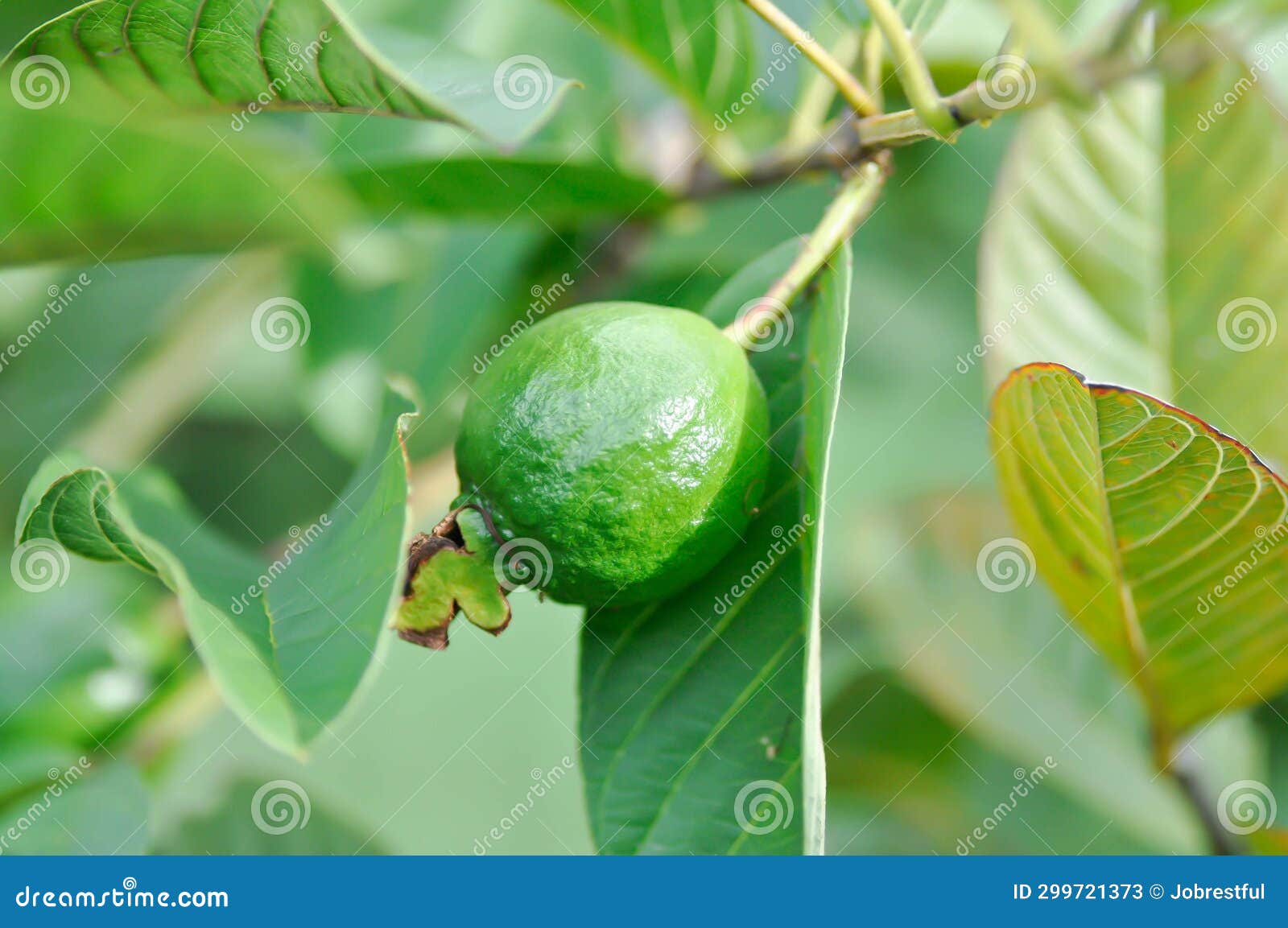 Guava Tree, MYRTACEAE or Psidium Guajava Linn or Guava Seed Stock Image ...
