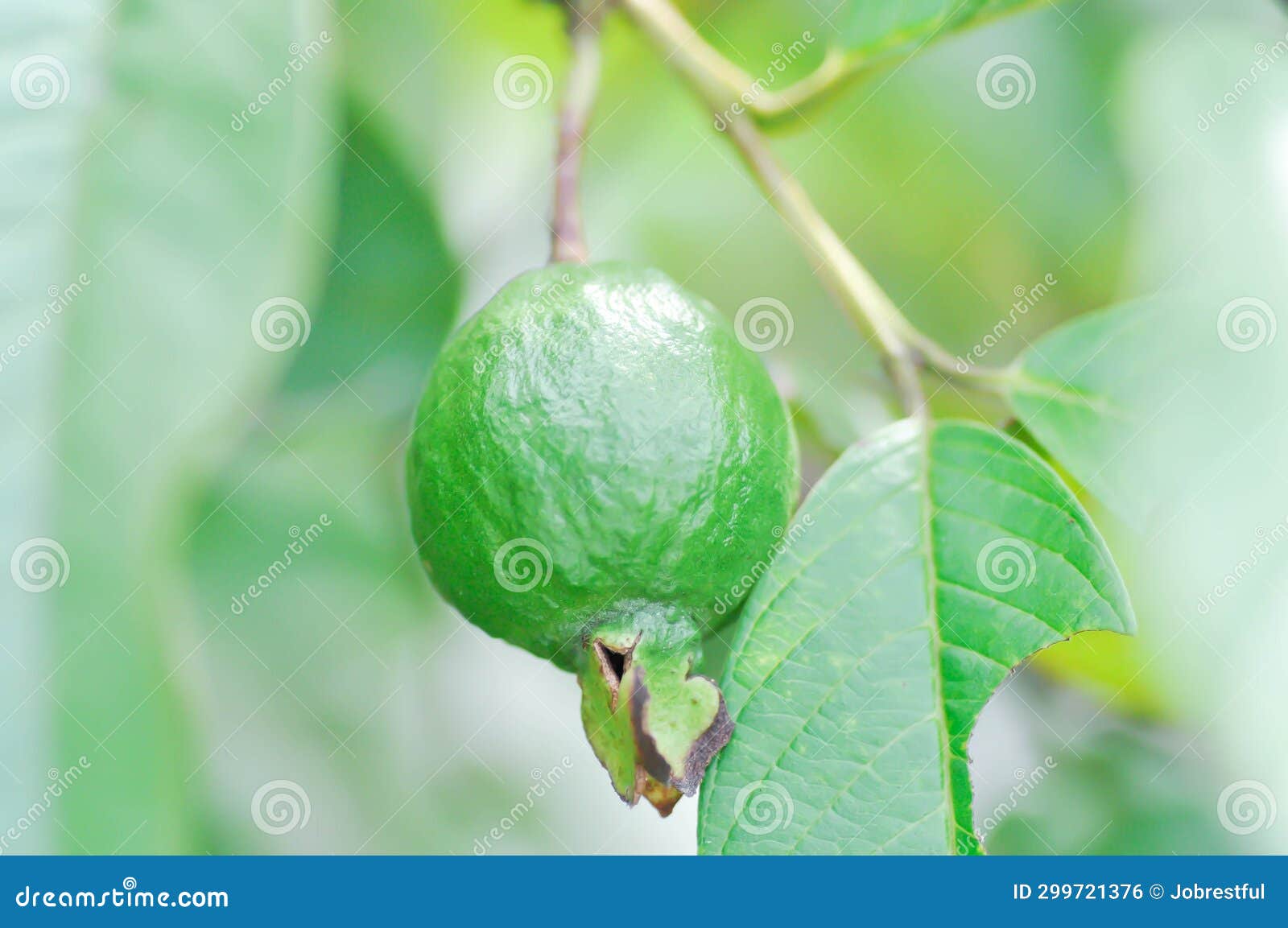 Guava Tree, MYRTACEAE or Psidium Guajava Linn or Guava Seed Stock Photo ...