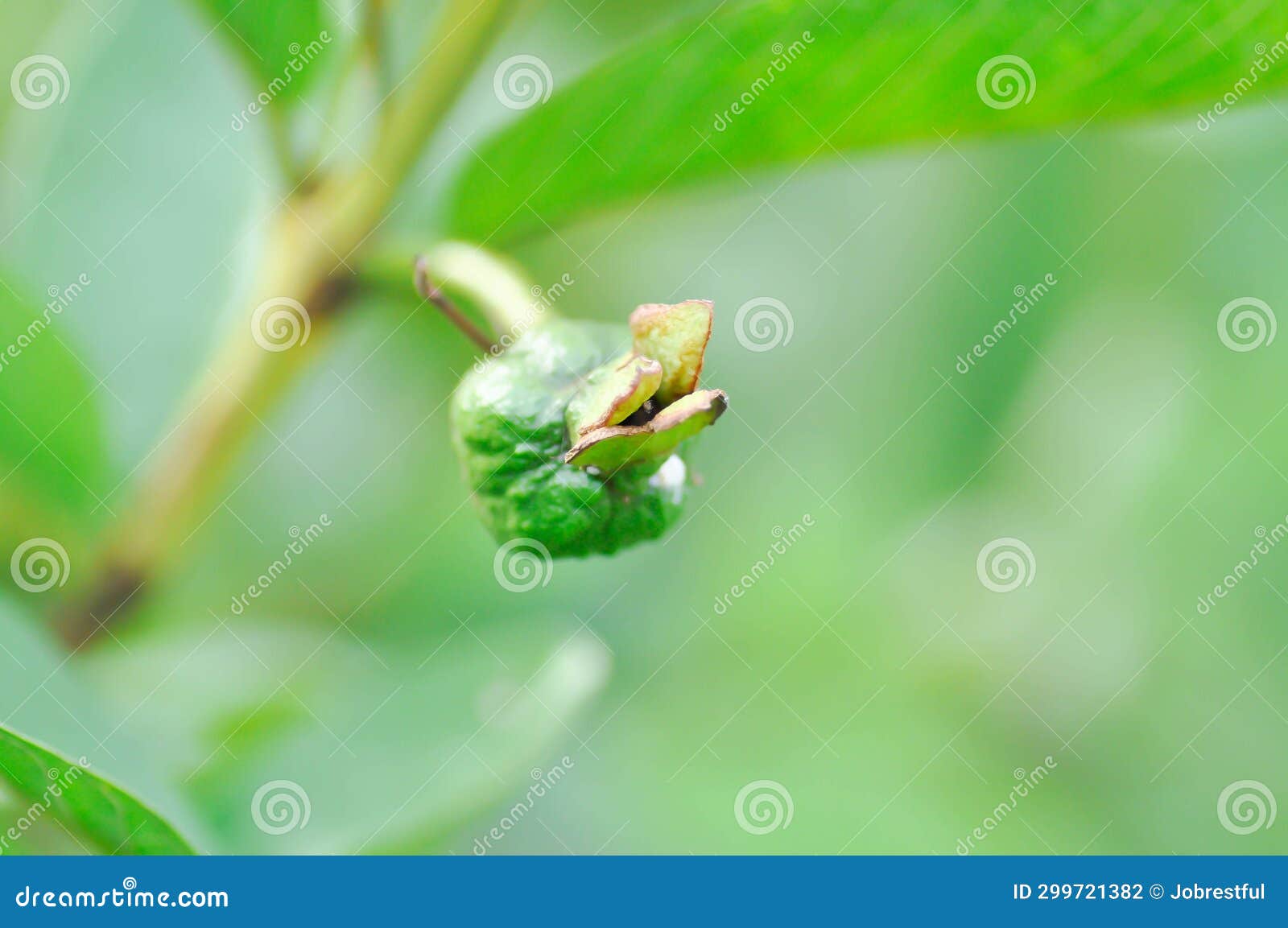 Guava Tree, MYRTACEAE or Psidium Guajava Linn or Guava Seed Stock Photo ...