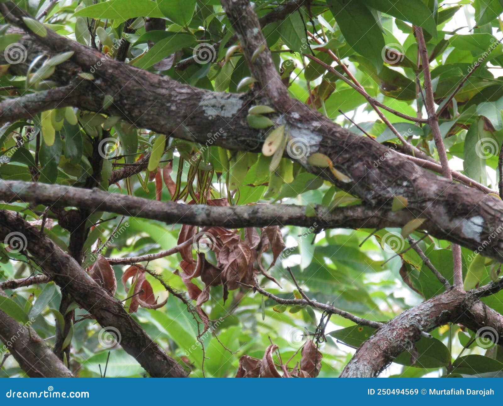 Loranthus on the tree stock image. Image of woodland - 250494569