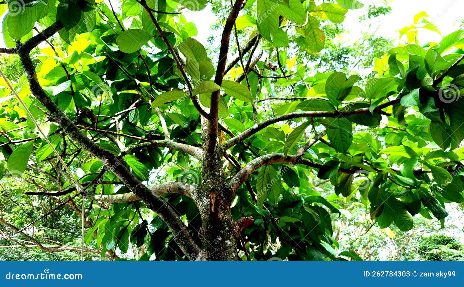 Guava Tree Plant in the Forest Stock Image - Image of produce, food ...
