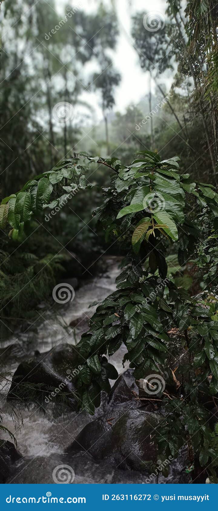 Guava tree stock photo. Image of woodland, jungle, forest - 263116272