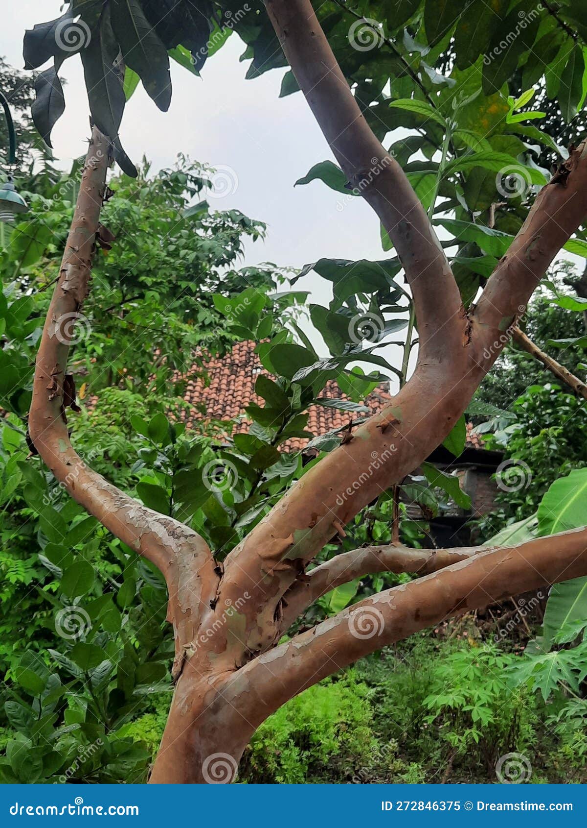The Guava Tree Trunk is Branched and Has a Large Trunk Stock Image ...