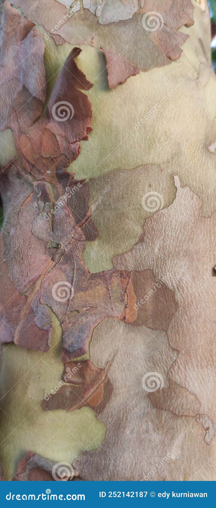 Guava Tree Trunk Texture in the Forest Stock Image - Image of forest ...