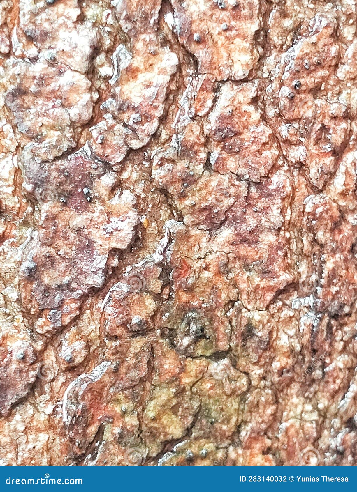 Guava tree trunk stock photo. Image of patterns, tree - 283140032