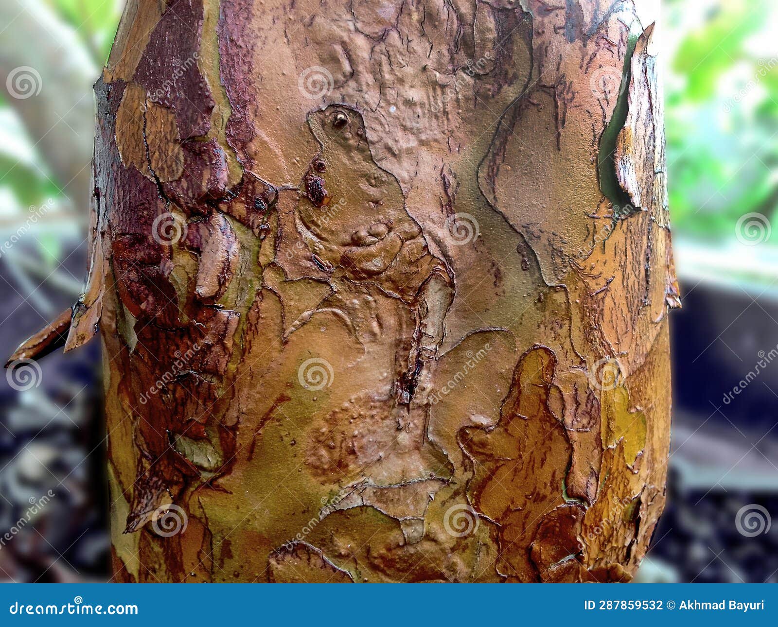 Guava Tree Trunk with Rough and Peeling Skin Texture. Stock Photo ...