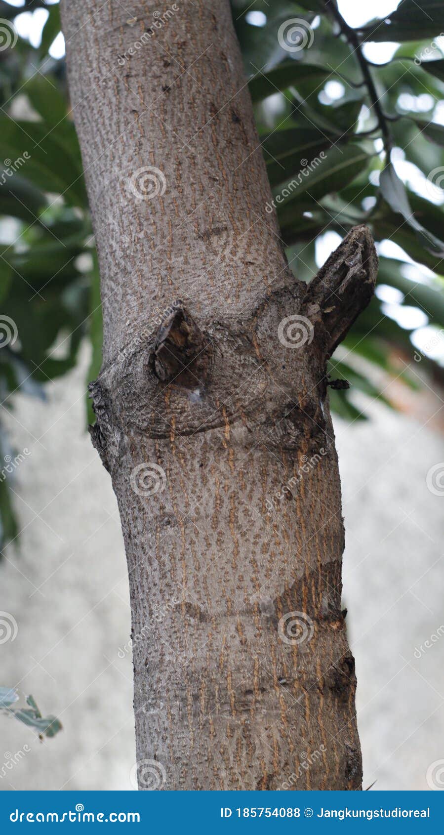 Guava tree trunks stock photo. Image of background, brown - 185754088