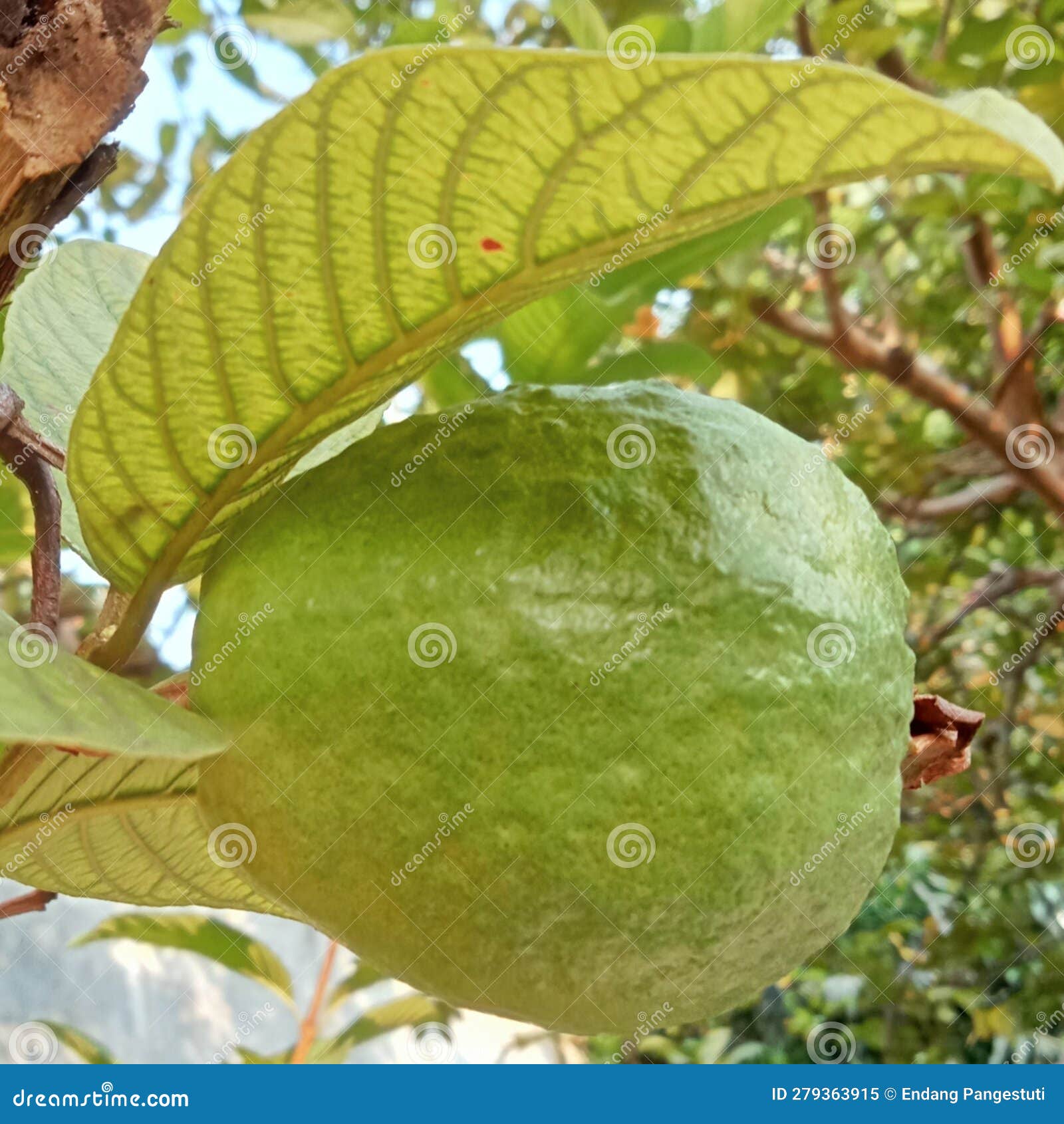 The Guava Tree Whose Fruit is Starting To Ripen is Yellow. Stock Image ...