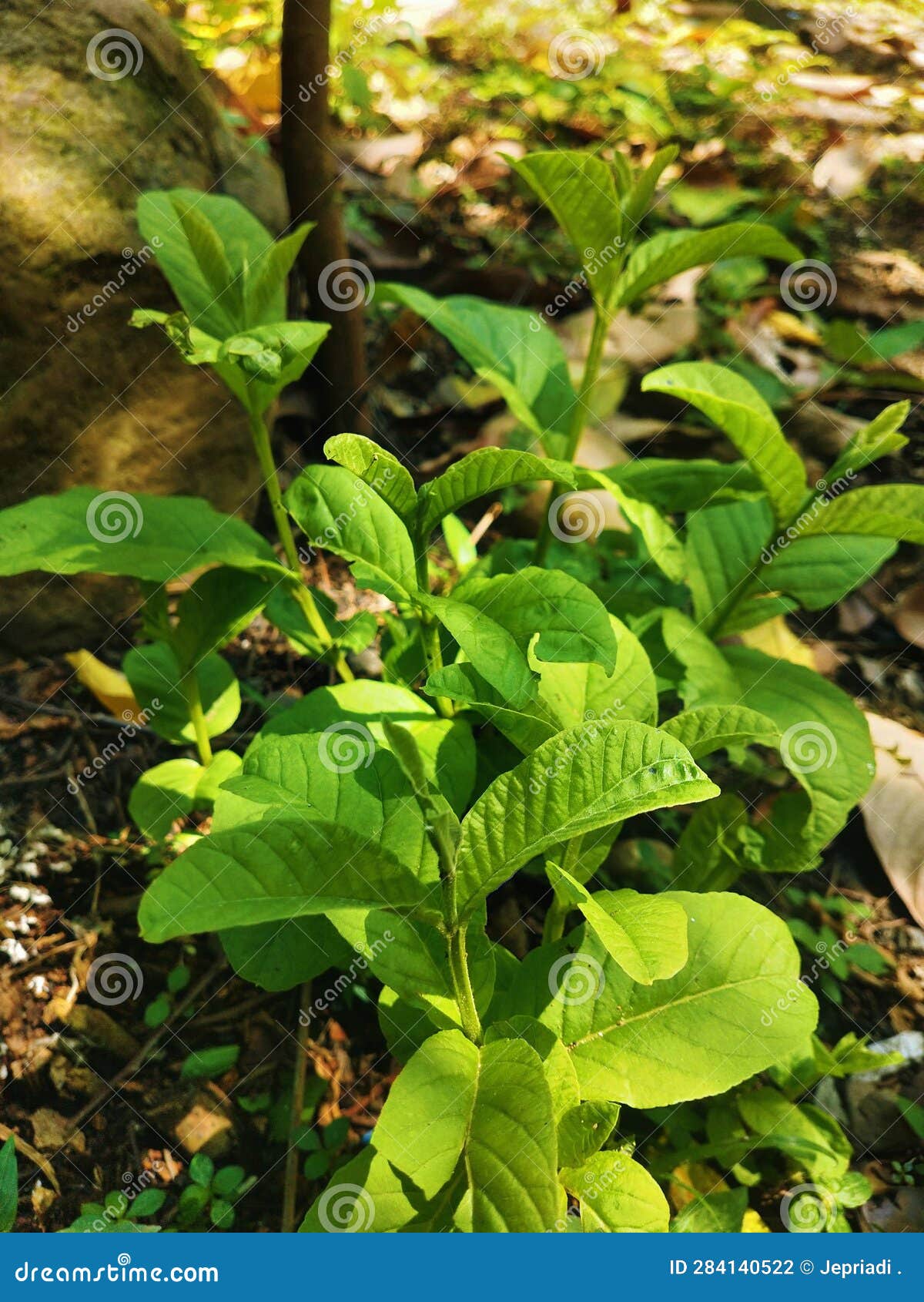 Guava tree stock photo. Image of shrub, evergreen, plant - 284140522