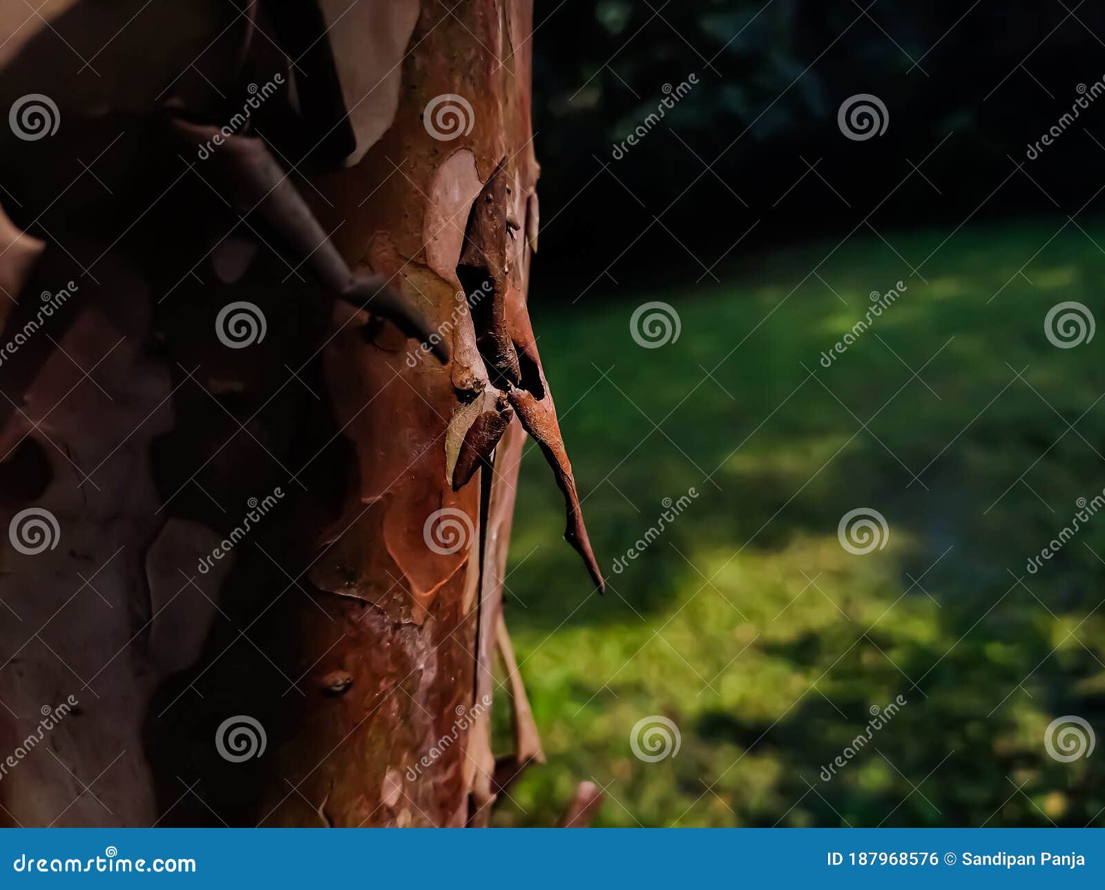 This is the Guava Trees Bark Macro Shot when Morning Sunlight Fall on ...