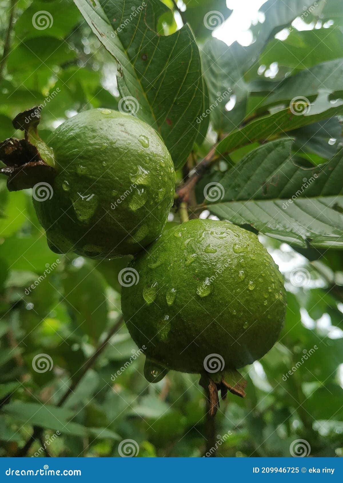 Guava trees and very fresh stock image. Image of citrus - 209946725