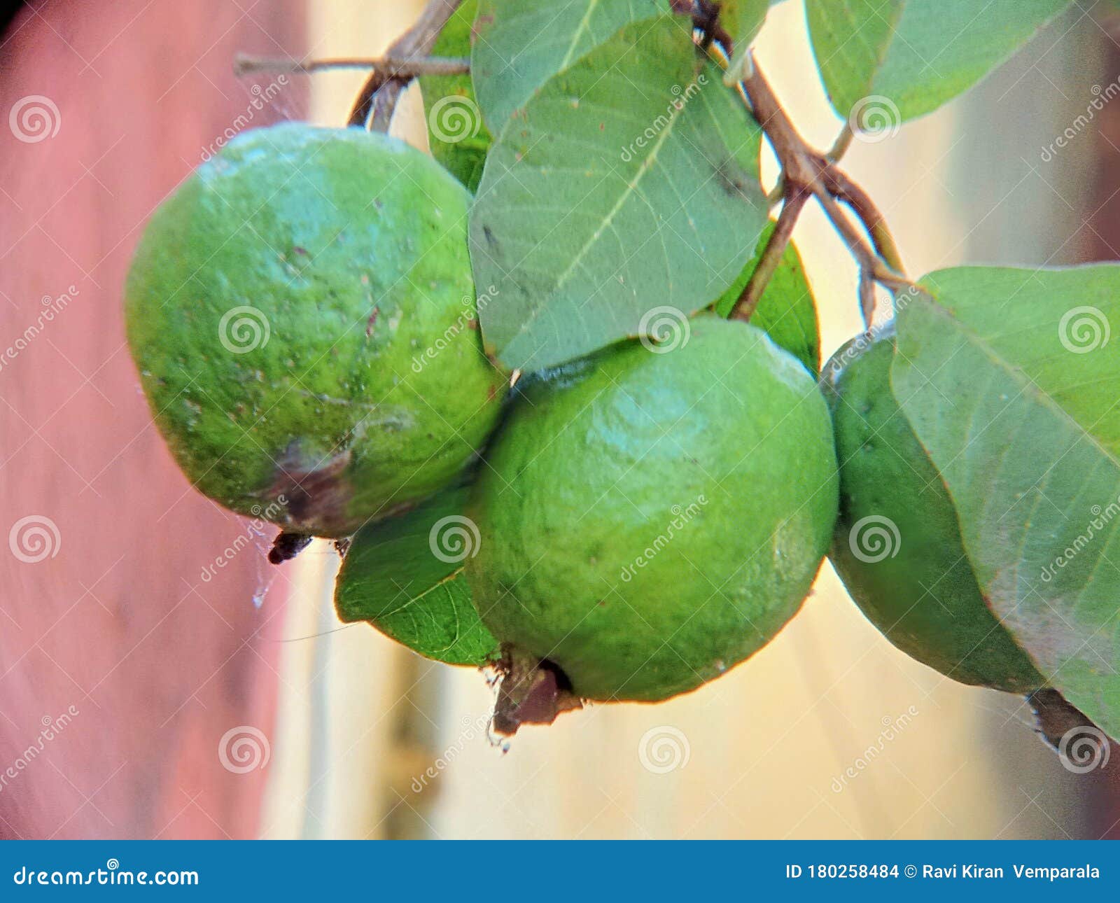 Guava Tropical Fruit in India Stock Photo - Image of fruit, leafs ...