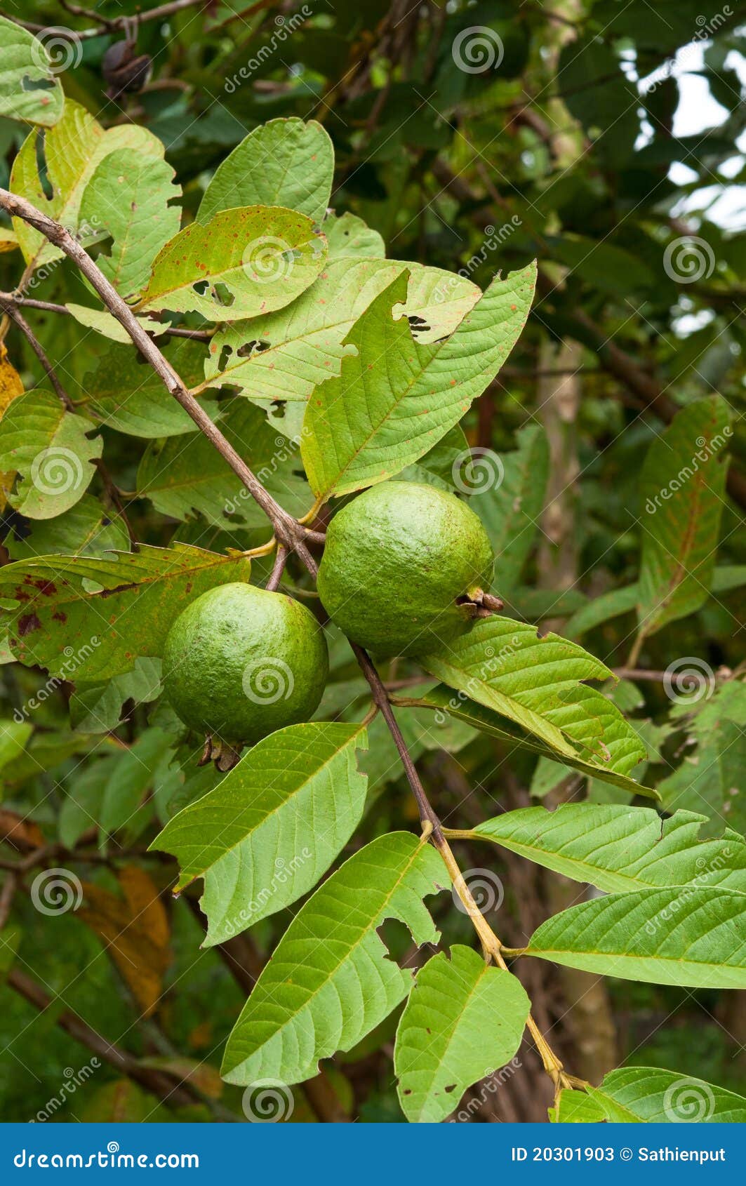 Guava Tropical Fruit on the Tree Stock Image - Image of nutrition ...
