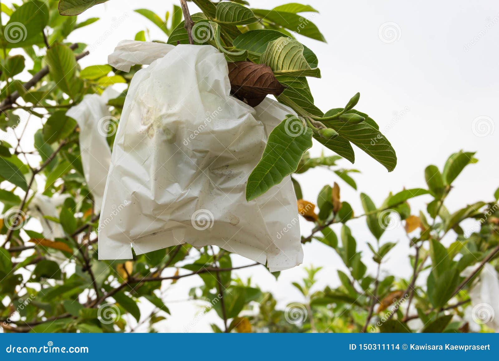 Guava Wrapped in Plastic Bag Stock Photo - Image of plant, nature ...