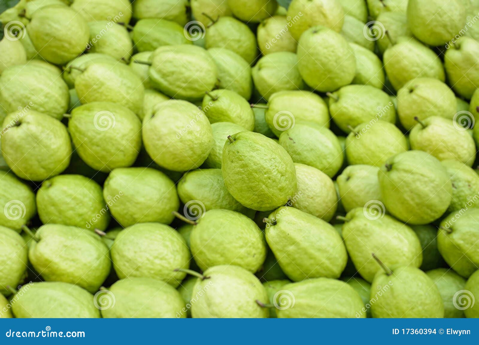 Guavas stock photo. Image of bright, color, nutrition - 17360394