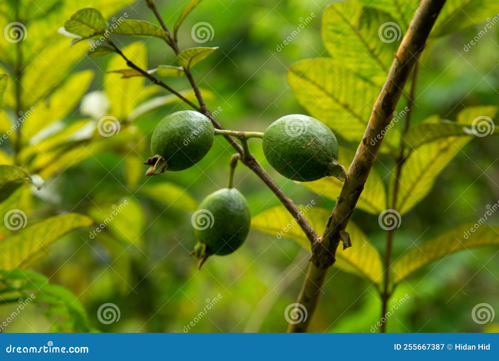 Guavas with Foliage Background Stock Image - Image of closeup ...