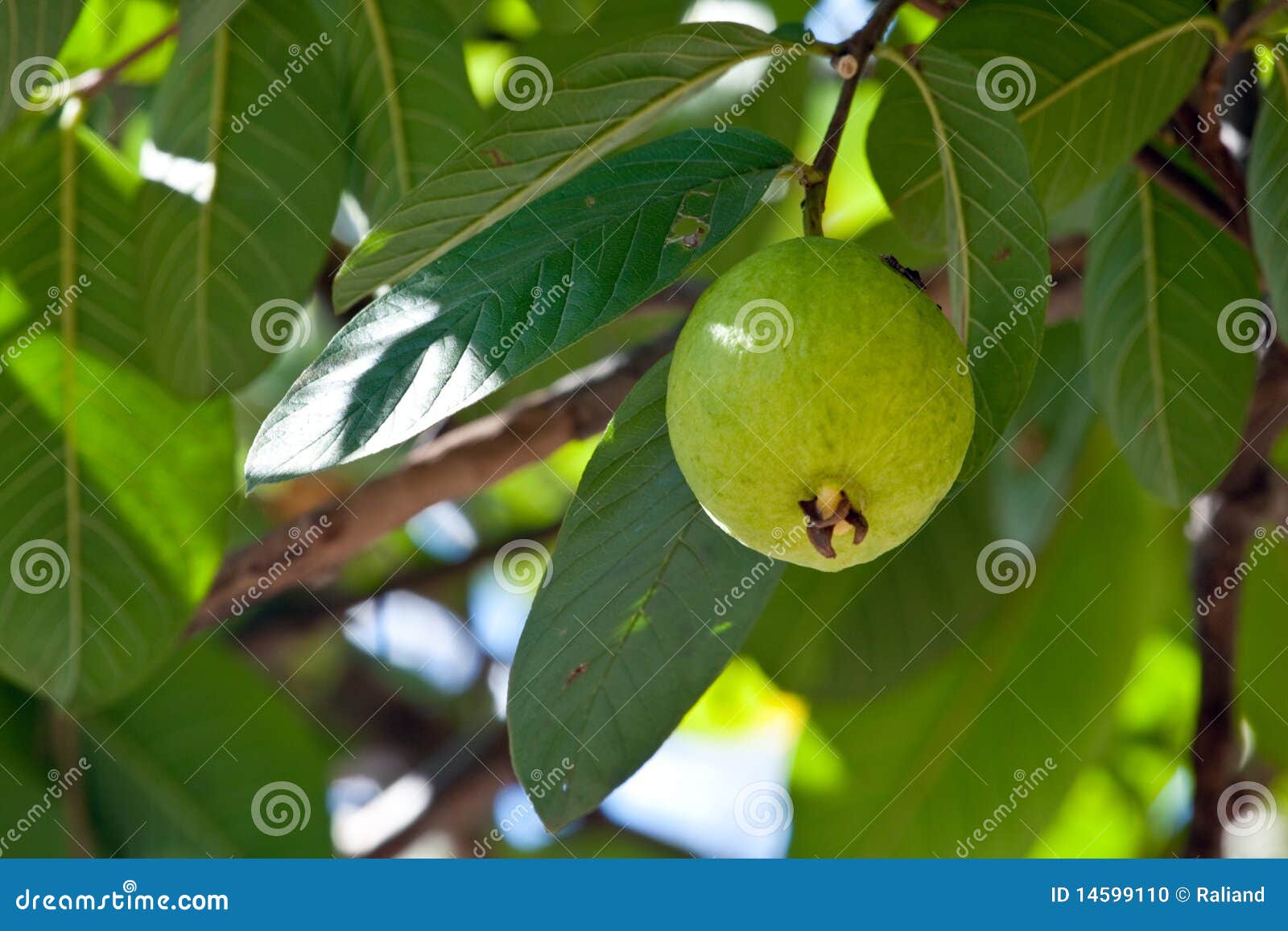 Guave stock foto. Image of aroma, landbouw, groen, kastanjebruin - 14599110