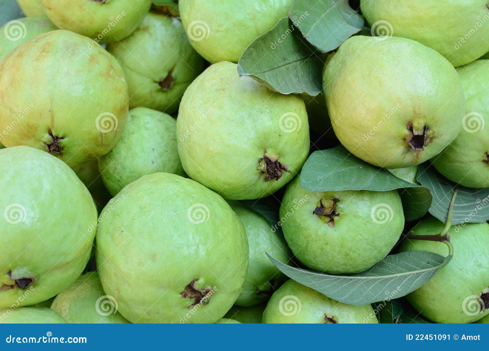 Guave stock afbeelding. Image of groen, guaven, nave - 22451091