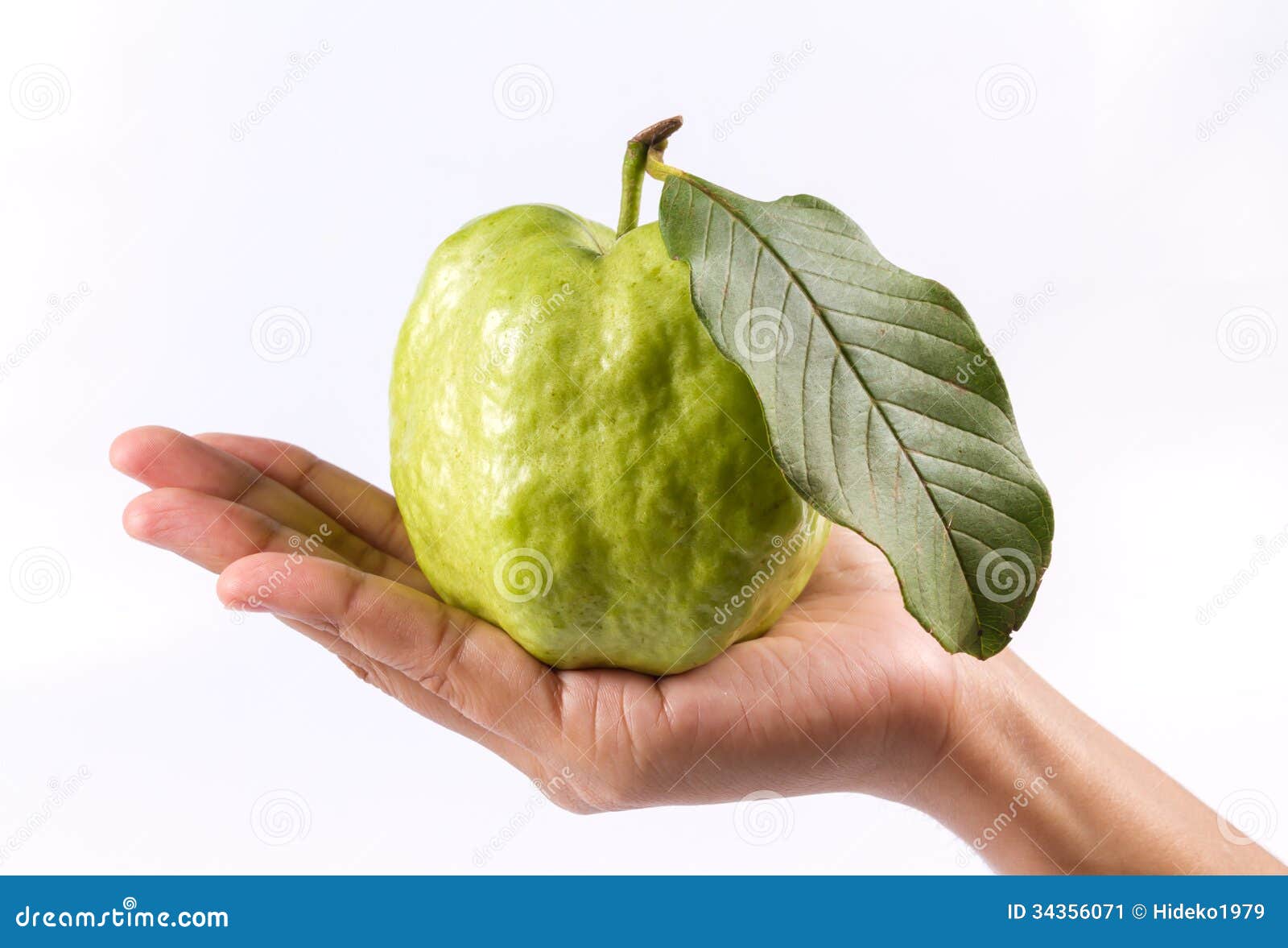 Guave (tropische Frucht) in Der Hand Stockbild - Bild von küche, asien ...