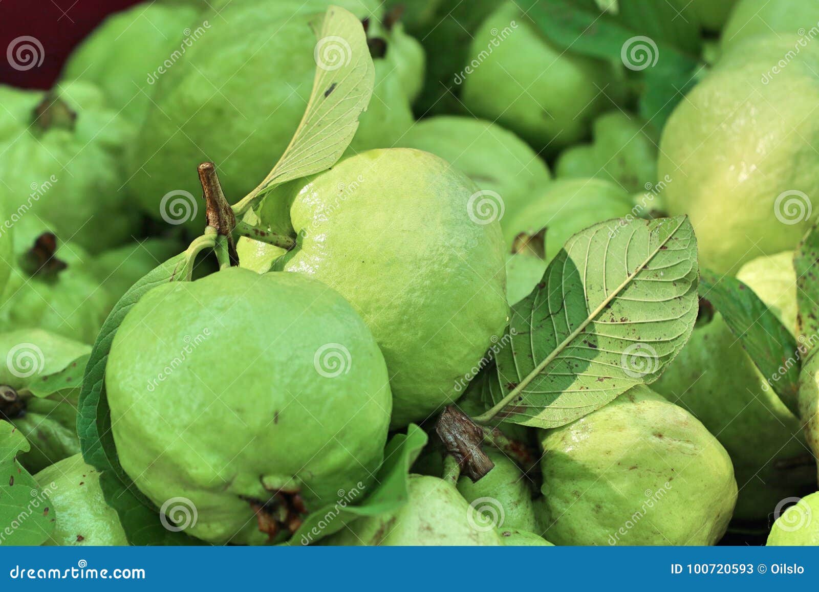 Guavefruit stock afbeelding. Image of mooi, kleurrijk - 100720593