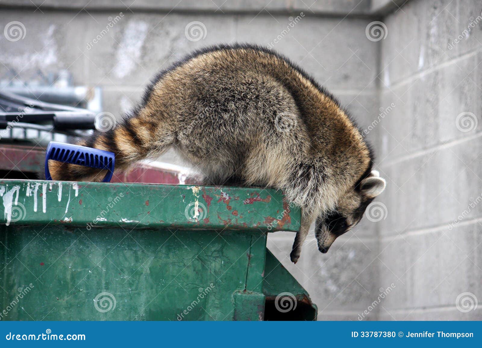Guaxinim foto de stock. Imagem de lixo, lata, forragem - 33787380