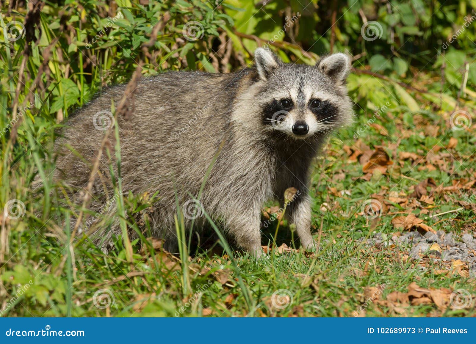 Guaxinim comum imagem de stock. Imagem de organismo - 102689973