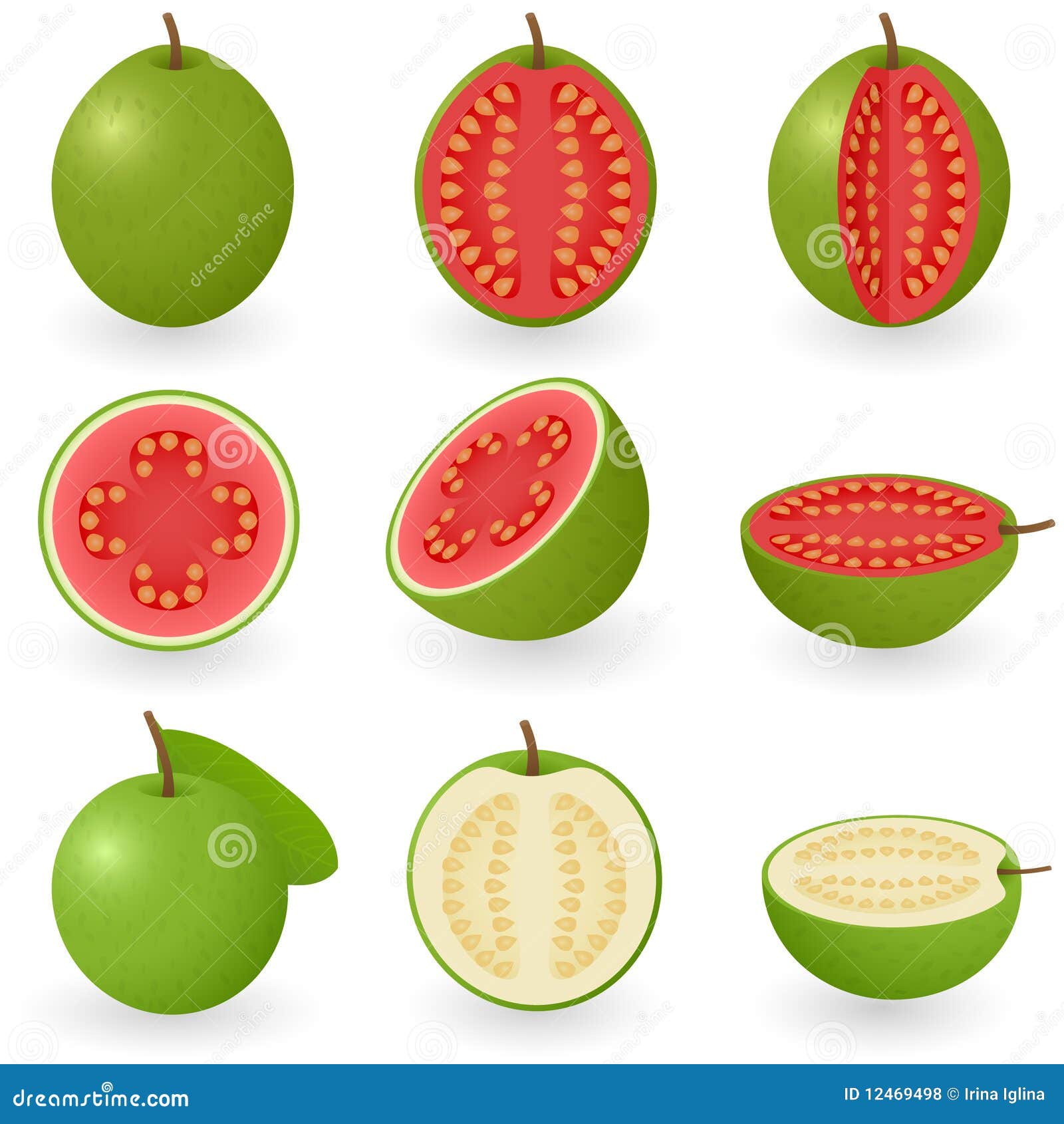 Guayaba ilustración del vector. Ilustración de guayabas - 12469498